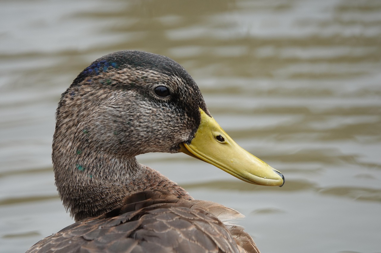 Lago Pato Ave Acuática Fauna - Foto gratis en Pixabay - Pixabay