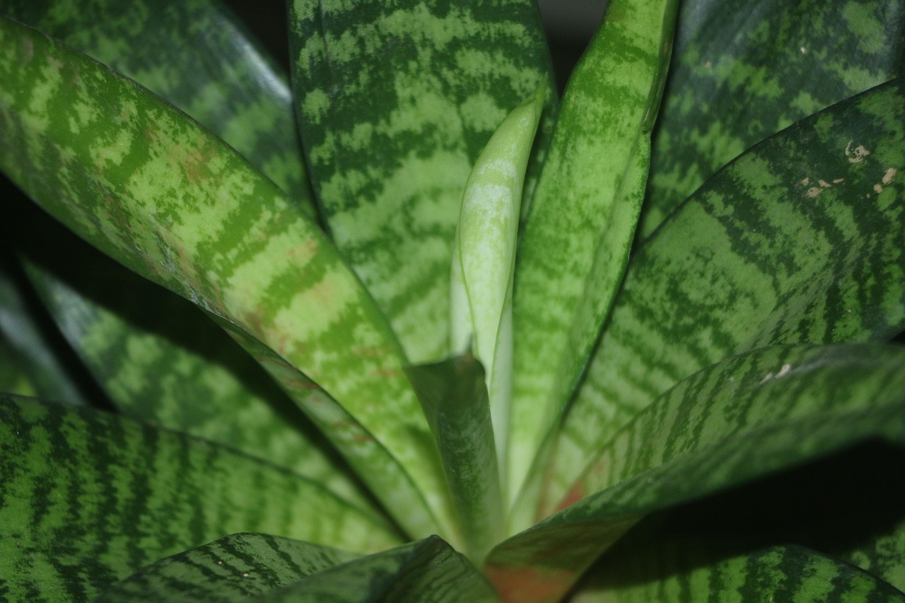 Plantelor Natura Interior Plante - Fotografie gratuită pe Pixabay - Pixabay