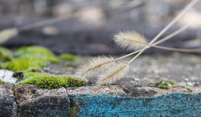 Blade Of Grass Moss Glitter - Free photo on Pixabay