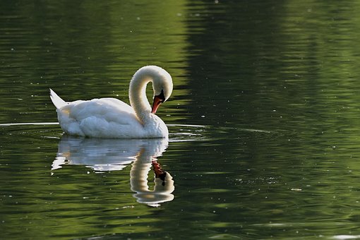 Swan Lake Water Bird - Free photo on Pixabay