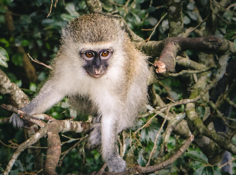 Macaco Natureza Vervet - Foto gratuita no Pixabay - Pixabay
