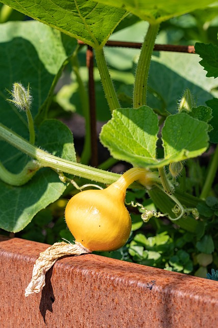Citrouille Jaune Jardin - Photo gratuite sur Pixabay - Pixabay