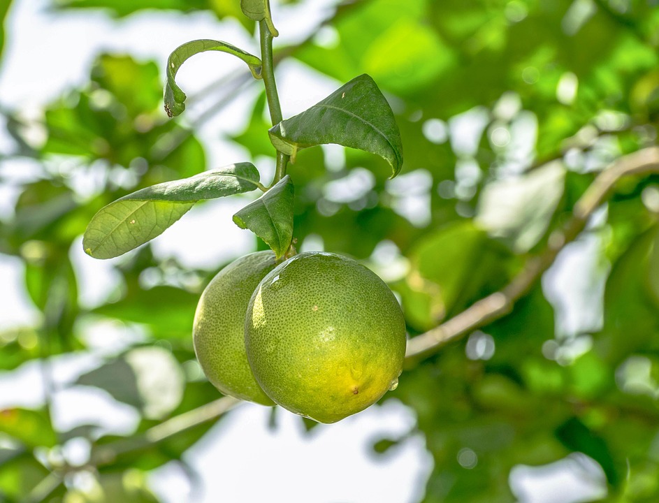 Agrumes Des Fruits Citrons - Photo gratuite sur Pixabay