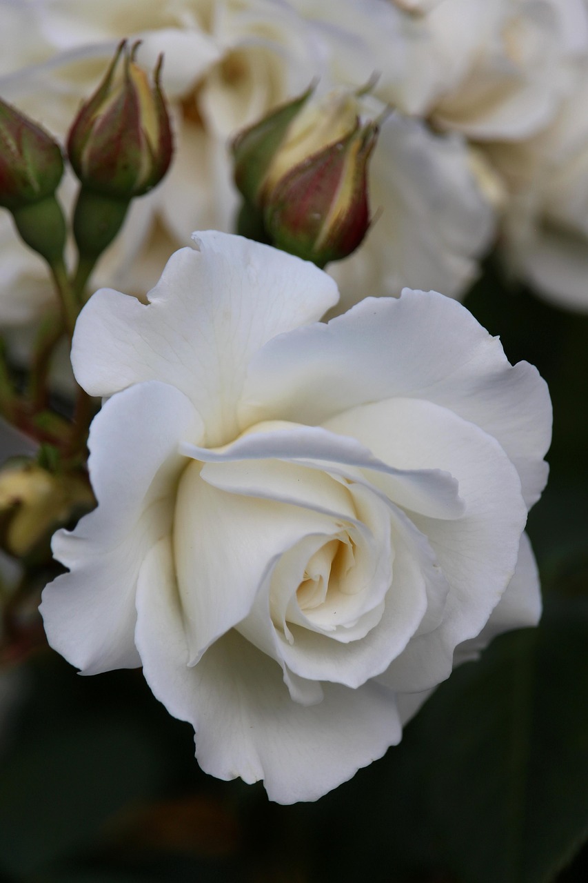 Rose White Noble - Free photo on Pixabay - Pixabay