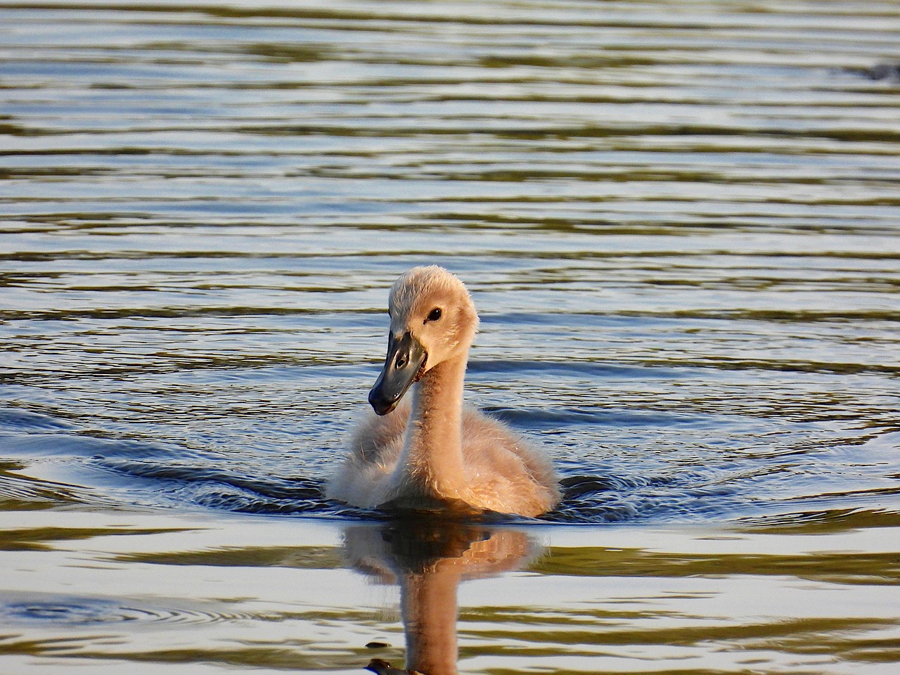 Cygnet Cygnus Olor Oiseau D'Eau - Photo gratuite sur Pixabay - Pixabay