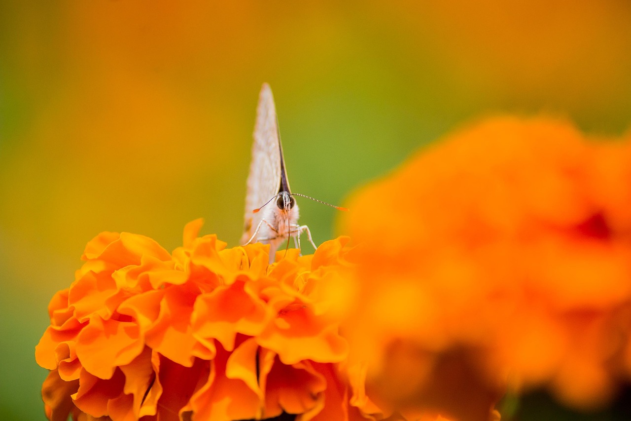 Butterfly Orange Flower - Free photo on Pixabay - Pixabay