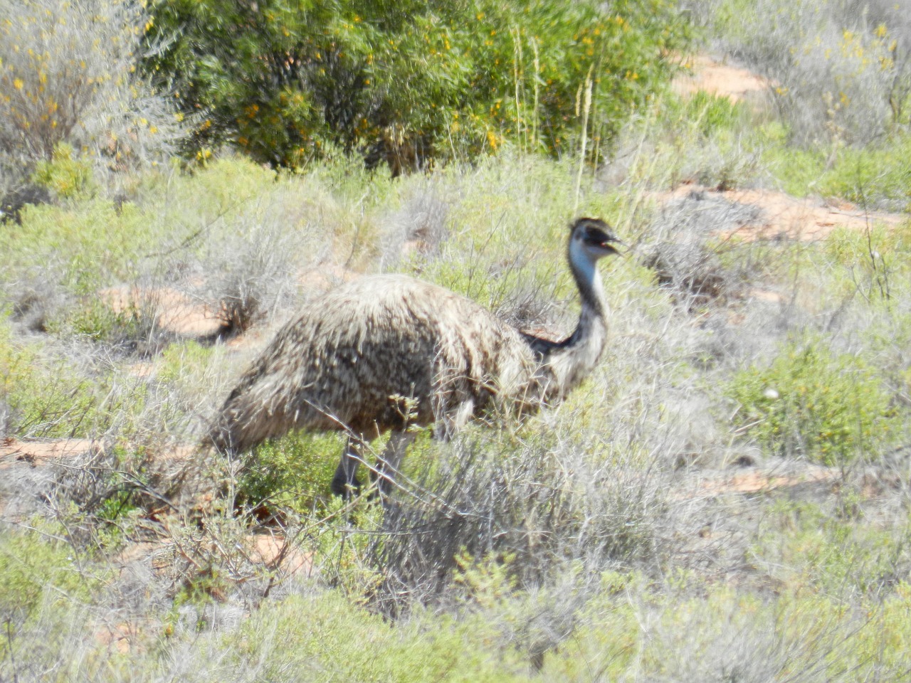 Birds Nature Australia - Free photo on Pixabay - Pixabay