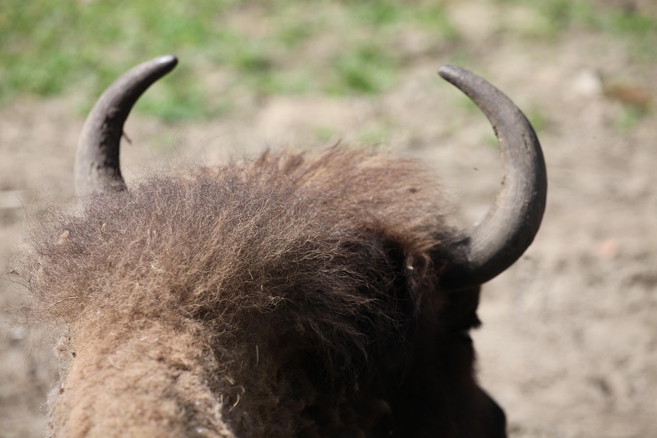 Zoo Bison Taureau - Photo gratuite sur Pixabay - Pixabay