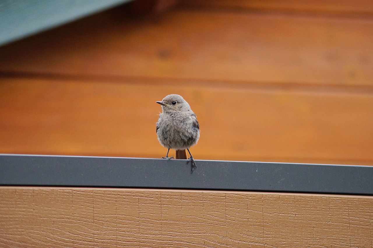 Redstart Bird Nature - Free photo on Pixabay - Pixabay
