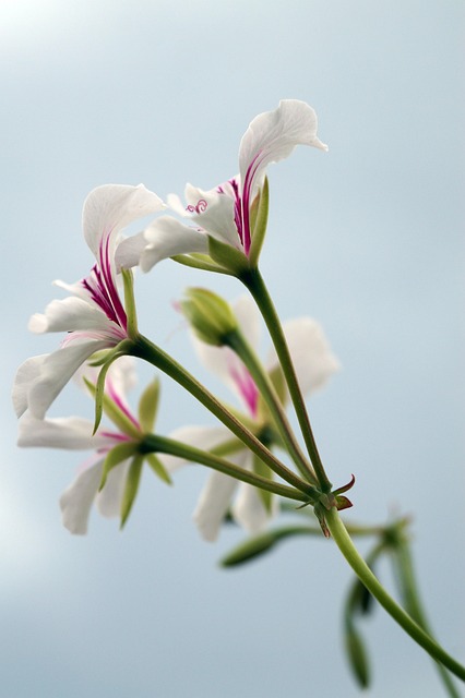 Pelargonioita Kukat Puutarha - Ilmainen valokuva Pixabayssa