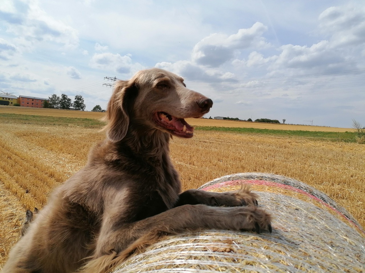 Hay Bales Dog Weimaraner - Free photo on Pixabay - Pixabay
