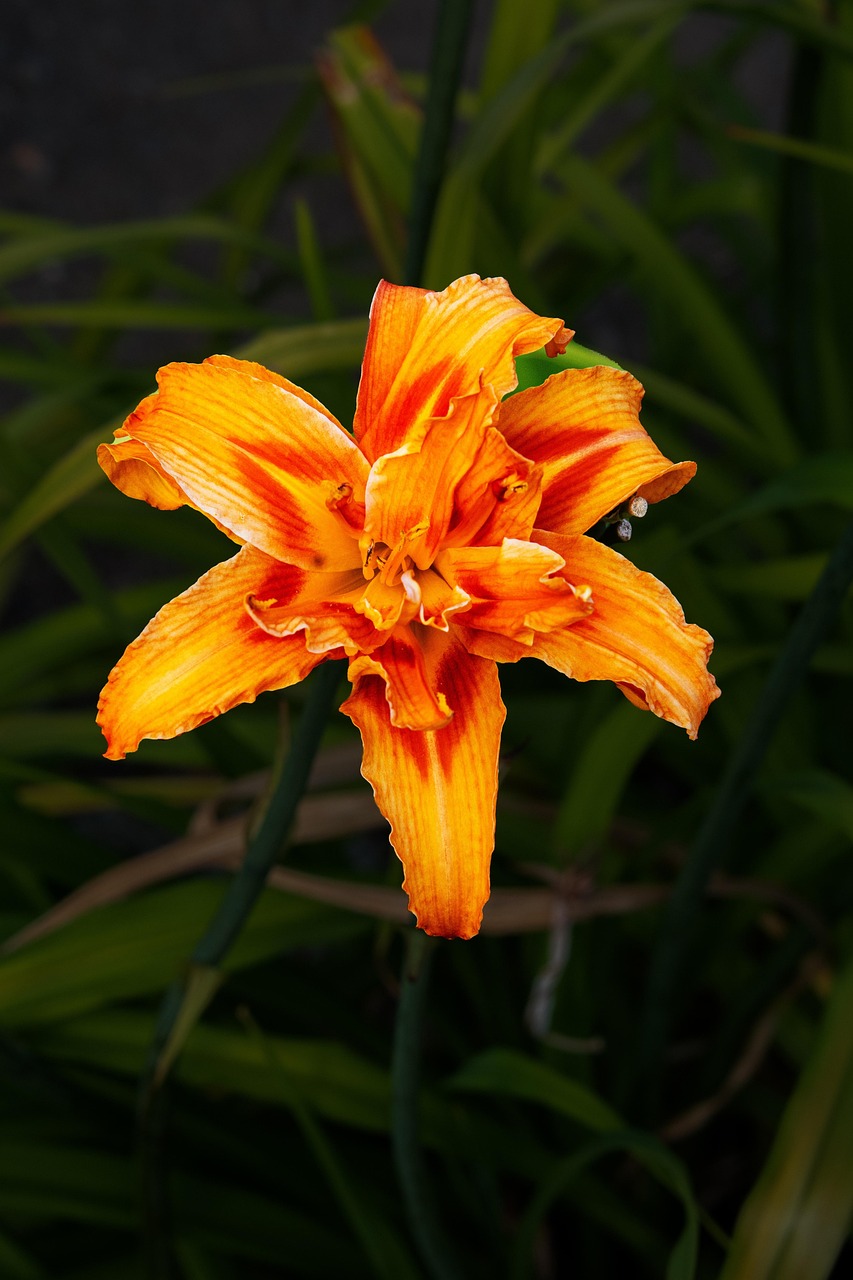 800+ Free Daylilies & Daylily Images - Pixabay