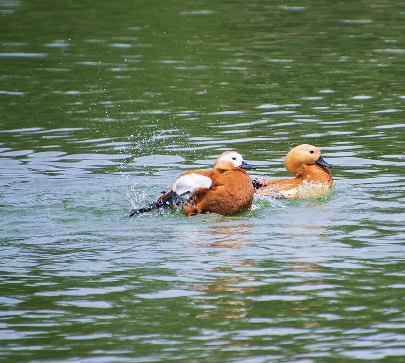 Shelducks Roux Des Oiseaux Canards - Photo gratuite sur Pixabay - Pixabay