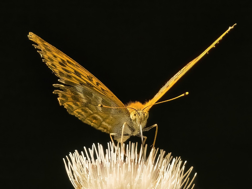 Butterfly Flower Pollinate - Free photo on Pixabay