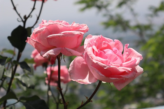 Des Roses Fleurs Fleur - Photo gratuite sur Pixabay - Pixabay