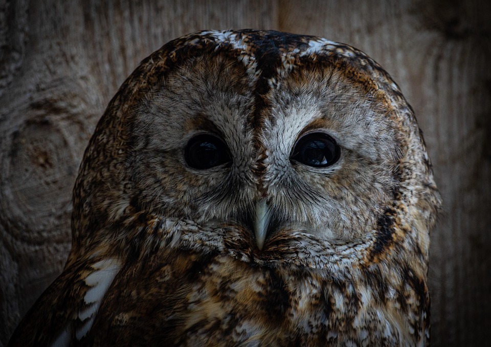 Coruja Pássaro Animal - Foto gratuita no Pixabay