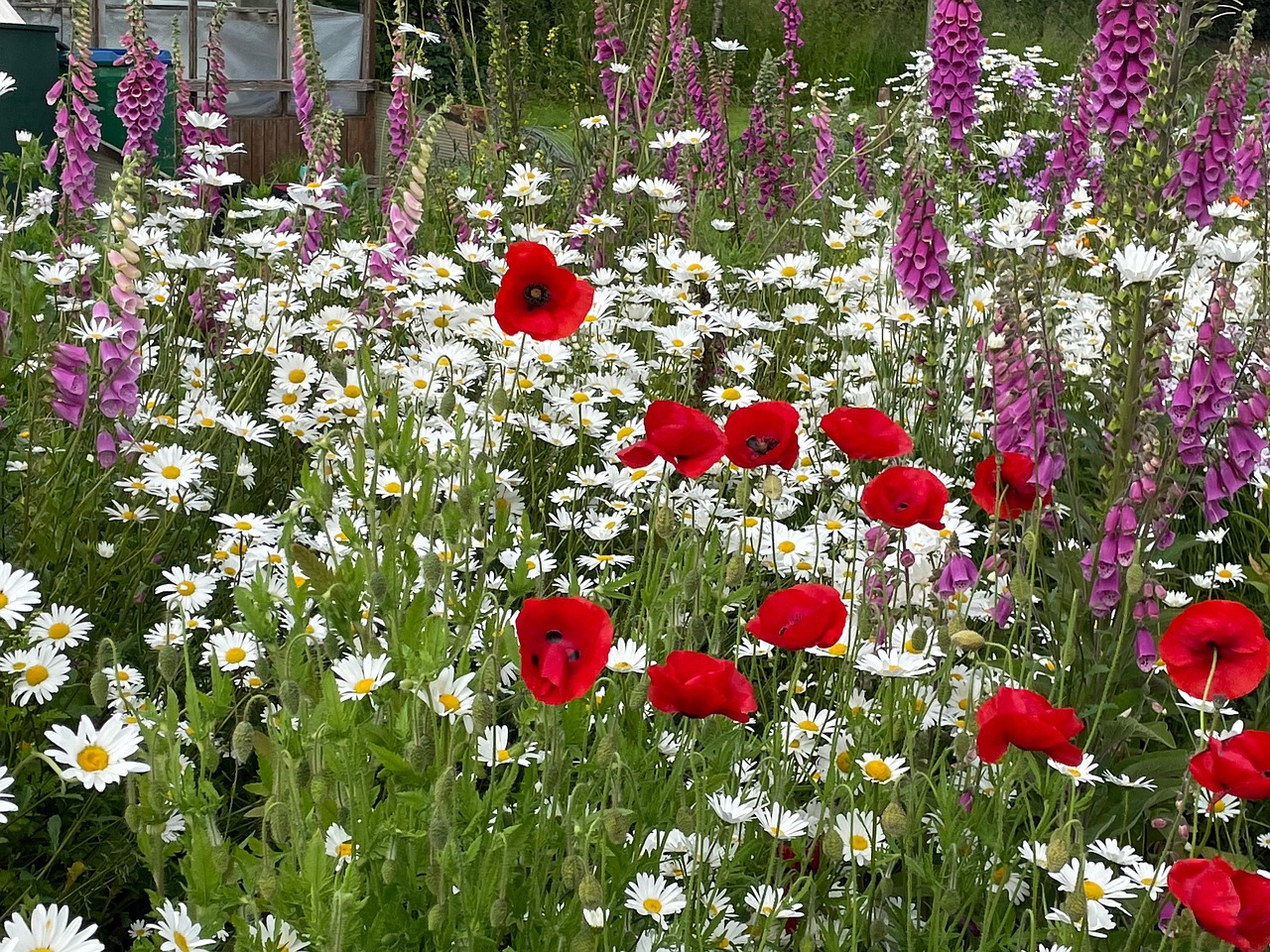 Fleurs Sauvages Coquelicot - Photo gratuite sur Pixabay - Pixabay
