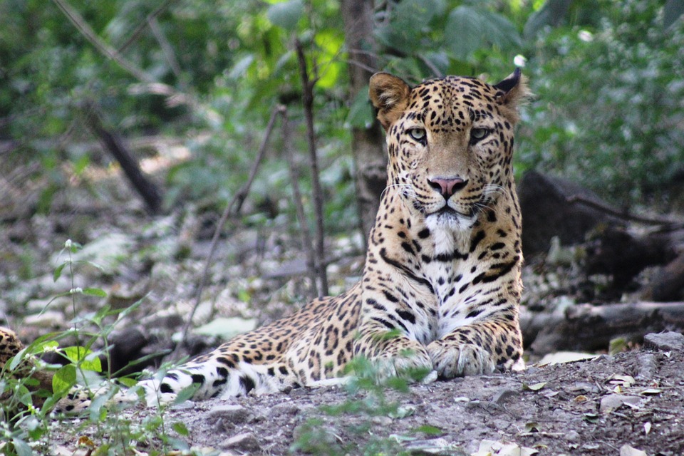 Leopard Katzen Wildkatze - Kostenloses Foto auf Pixabay - Pixabay