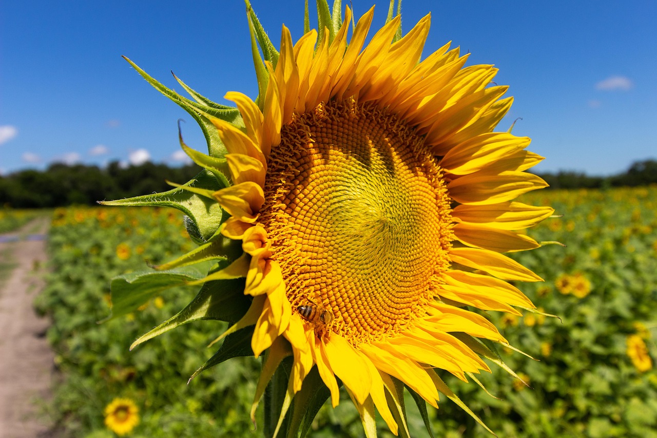 Sunflower Bumblebee Nature - Free photo on Pixabay - Pixabay