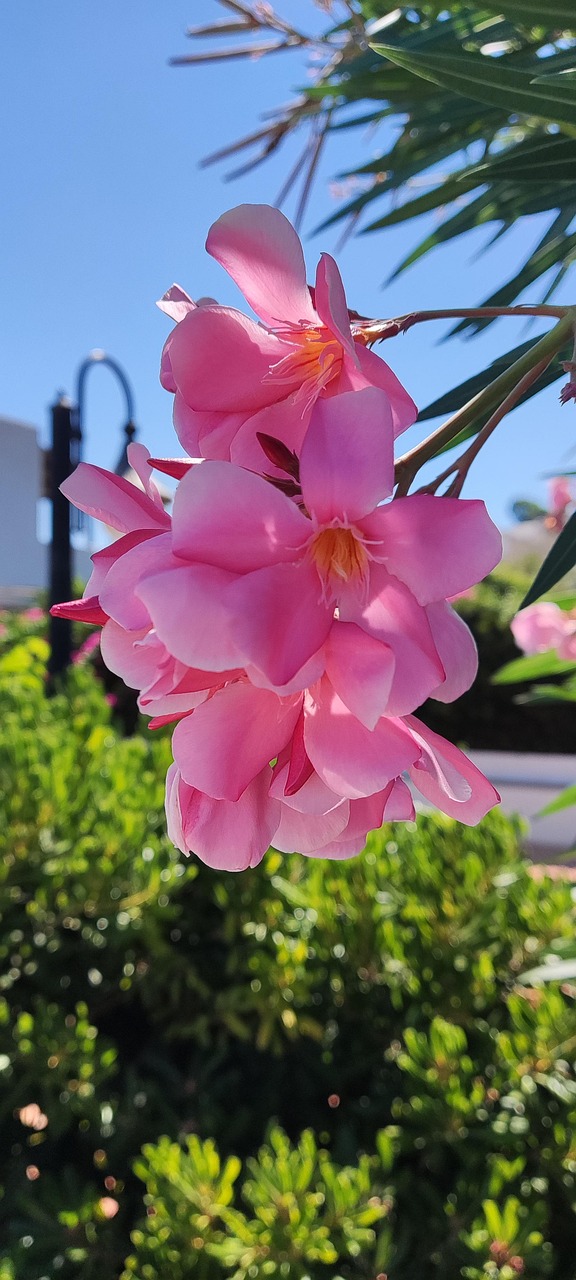Pink Flowers Blossom Nature Fresh - Free photo on Pixabay - Pixabay