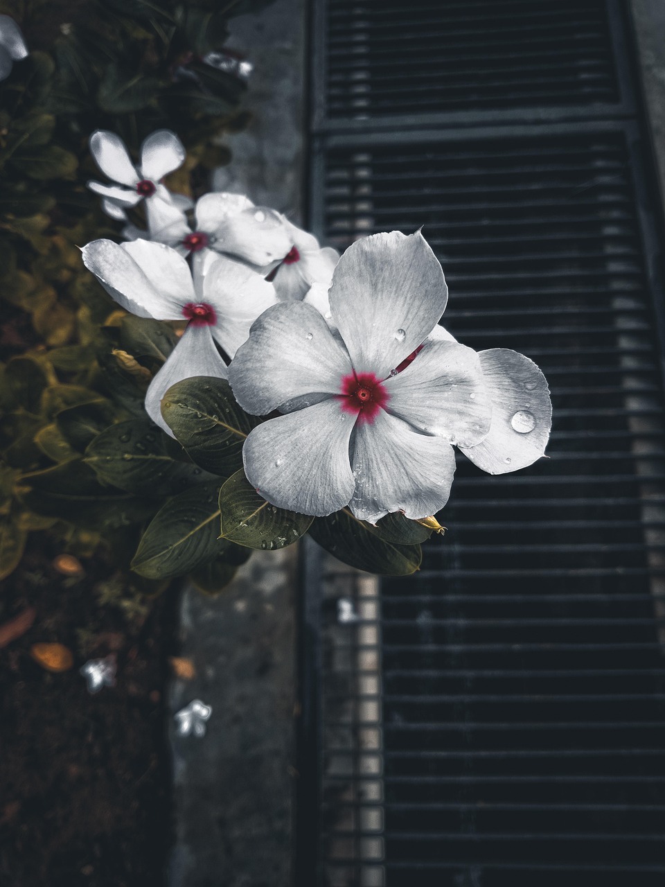 300+ Free Periwinkle & Nature Images - Pixabay