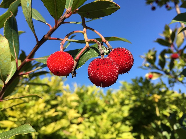 Strawberry Tree Nature Particular - Free photo on Pixabay - Pixabay