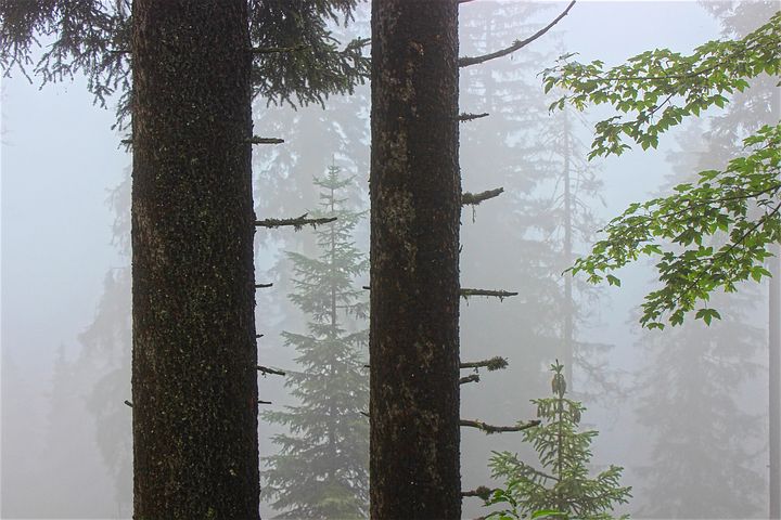 3,000+ Free Tribe & Tree Images - Pixabay