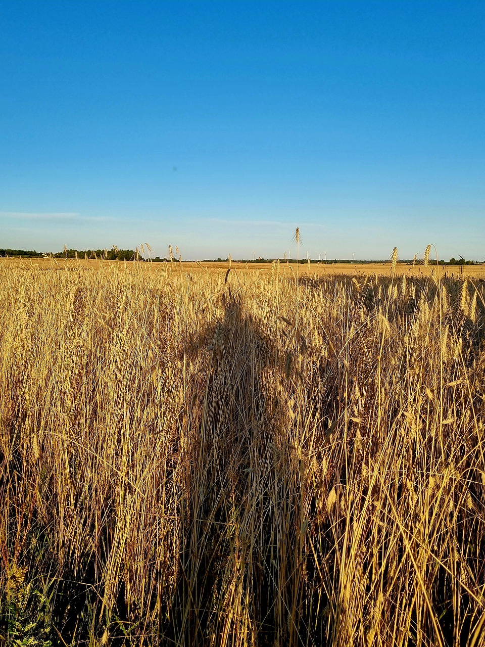 Village Field Sunny - Free photo on Pixabay