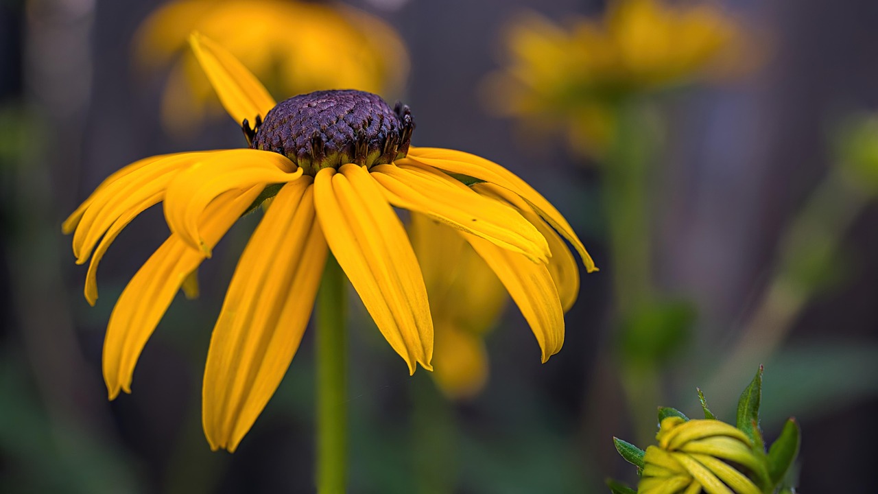 100,000+ Free Black-Eyed-Susan & Black-Eyed Susan Images - Pixabay