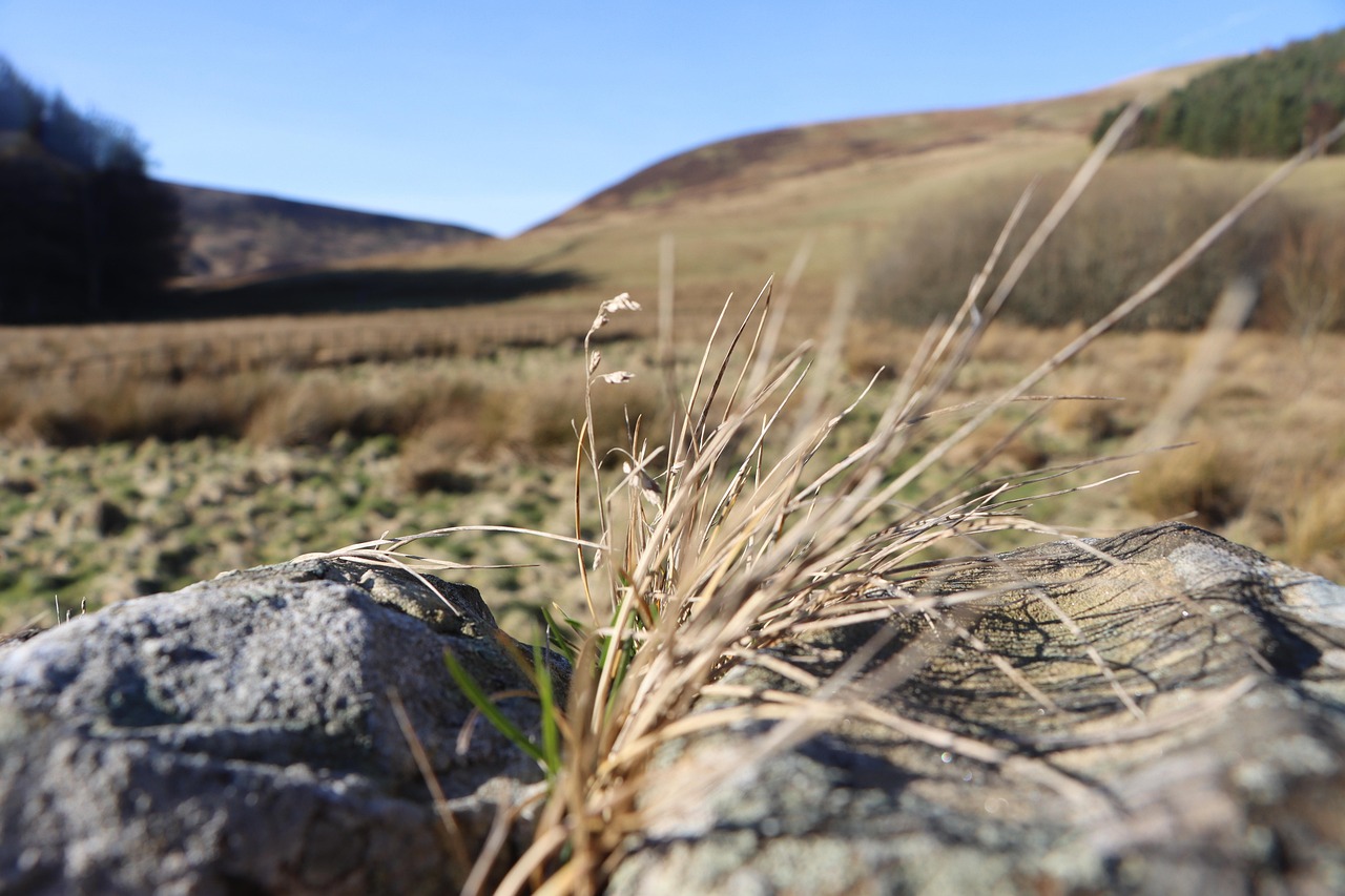 Weeds Mountains Nature - Free photo on Pixabay - Pixabay