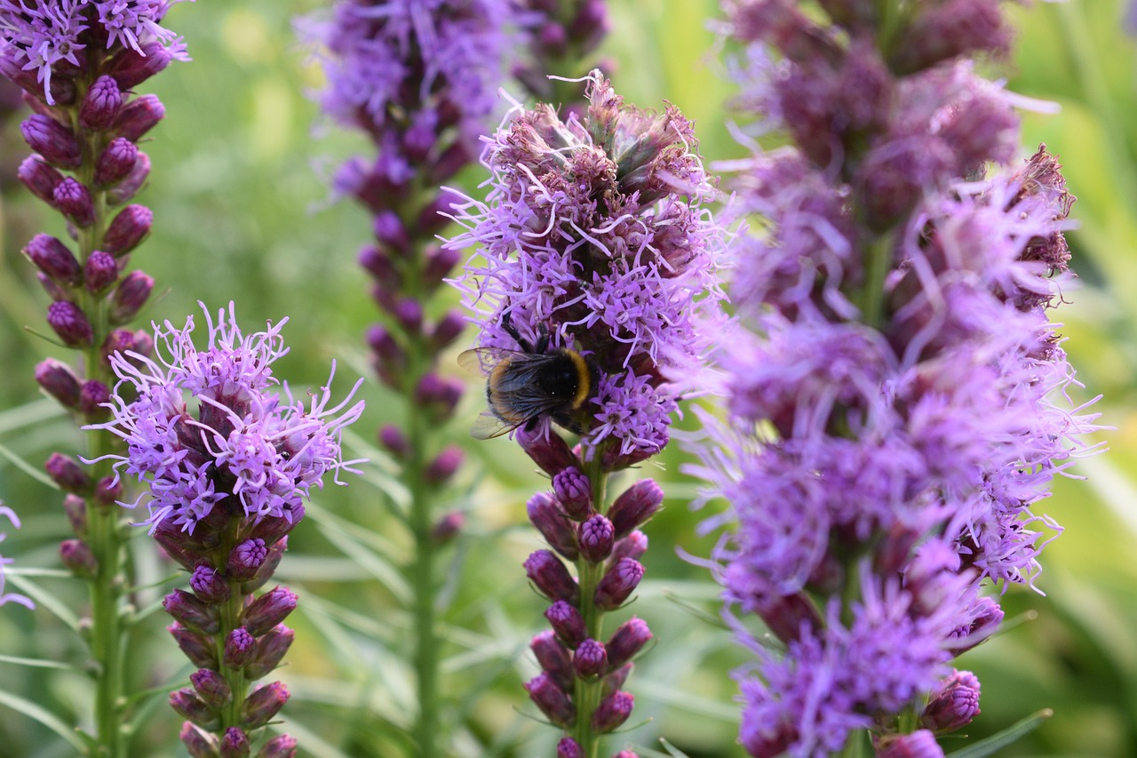 Bumble-Bee Insect Pollinate - Free photo on Pixabay - Pixabay