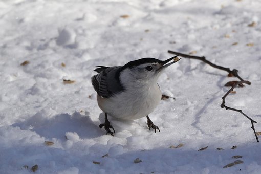 200+ Free Chickadee & Bird Images - Pixabay