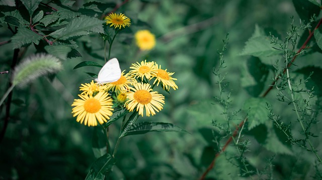 Fleurs Jaunes Papillon - Photo gratuite sur Pixabay - Pixabay