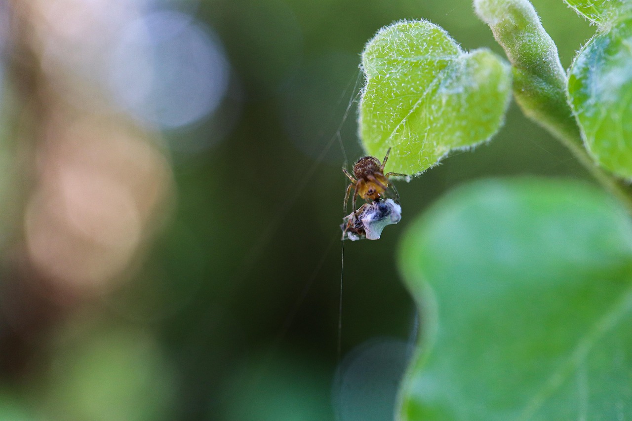 Spider Arachnid Web - Free photo on Pixabay