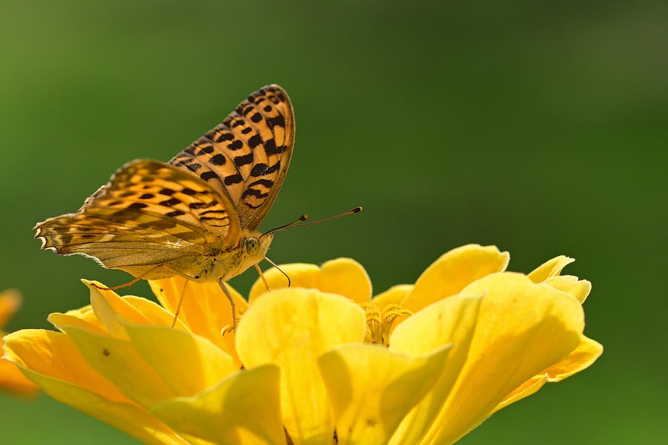 Butterfly Flower Pollinate - Free photo on Pixabay