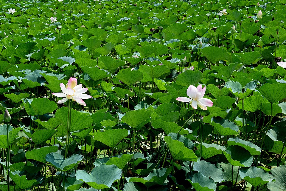 Lotus Pond Plants Bloom - Free photo on Pixabay
