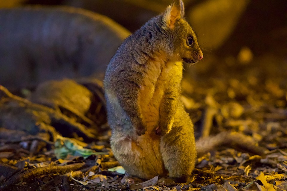 Animal Possum Wildlife - Free photo on Pixabay