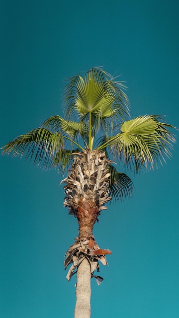Palm Tree Holiday Vacation - Free photo on Pixabay