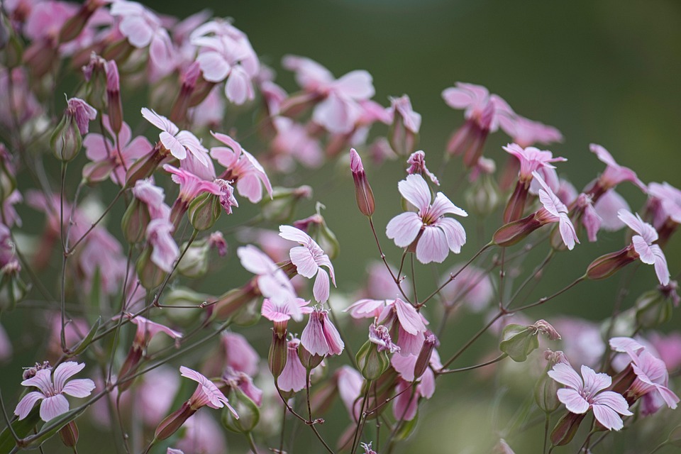 Flower Phlox Paniculata Perennials - Free photo on Pixabay