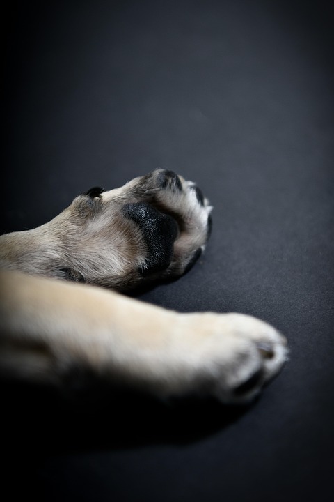 Animal Chien Patte - Photo gratuite sur Pixabay - Pixabay