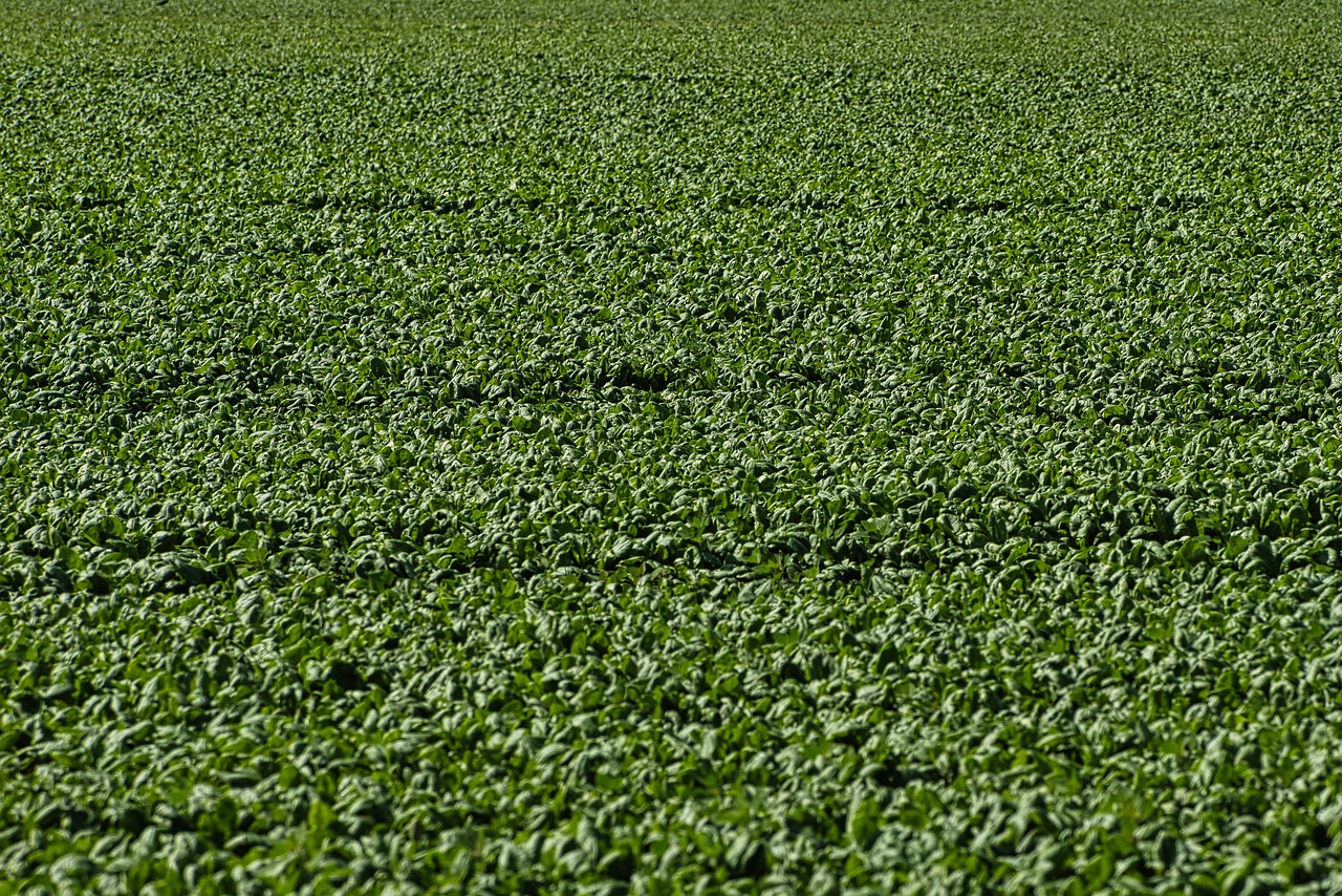 Spinach Field Vegetable - Free photo on Pixabay