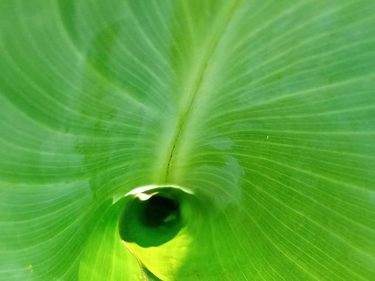 Foto Verde Natural Luz - Foto gratis en Pixabay - Pixabay