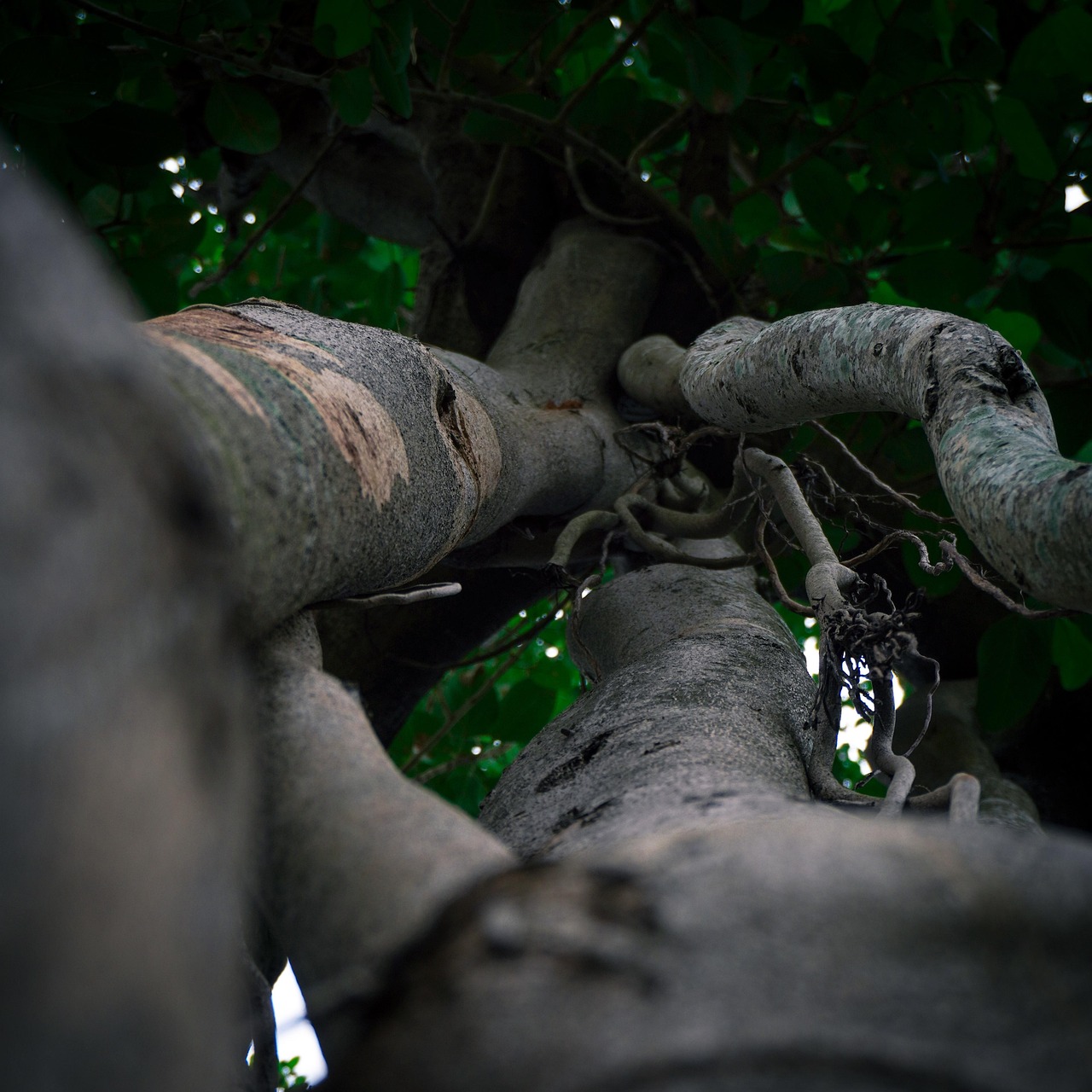 Árbol Naturaleza Bosque Del - Foto gratis en Pixabay - Pixabay Árbol Naturaleza Bosque Del - Foto gratis en Pixabay - Pixabay