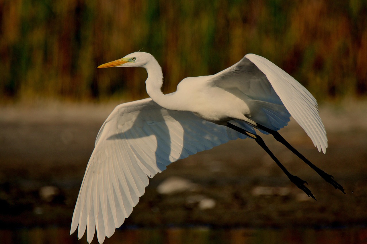 Egret Great Animal - Free photo on Pixabay