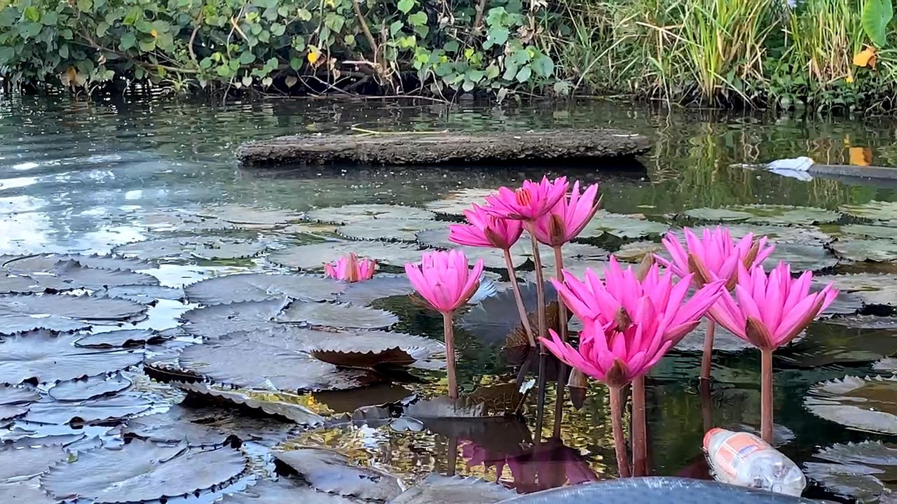 Lirios De Agua Estanque Rosado - Foto gratis en Pixabay - Pixabay