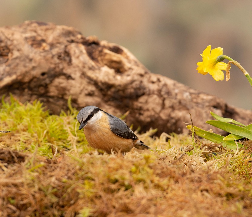 Nuthatch Bird Tree Creeper - Free photo on Pixabay - Pixabay