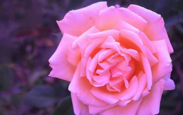 Bloem Roos Roze - Gratis foto op Pixabay - Pixabay