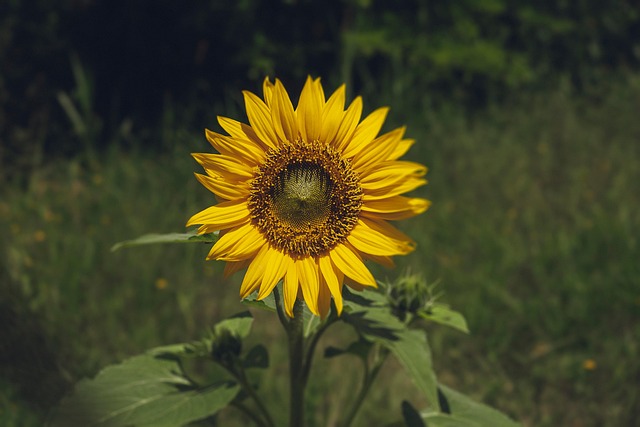 Tournesol Plantes Botanique - Photo gratuite sur Pixabay - Pixabay