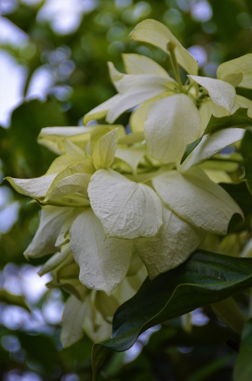 Nature Flowers Green - Free photo on Pixabay - Pixabay