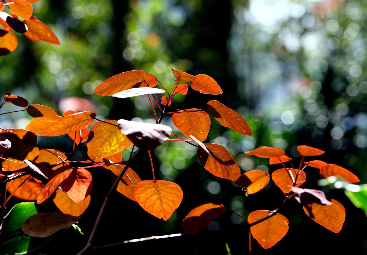 Orange Leaves Plant Nature - Free photo on Pixabay - Pixabay